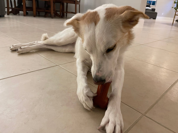 How to transition your dog from bully sticks to Freezbone treats