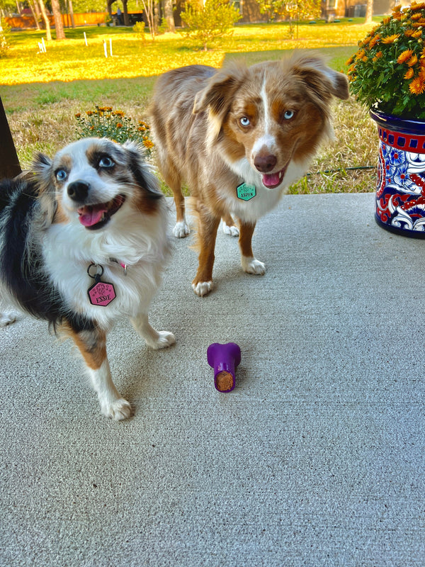 The Importance of Mental Stimulation for Your Dog & How to Best Do It ...